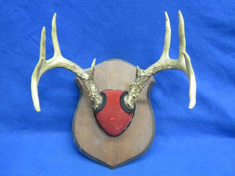 Ten-point whitetail antler wall mount - AAA Auction and Realty