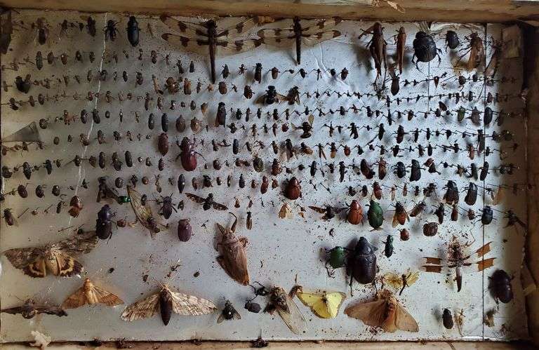 Another Great Collection of Insects for the Entomology Student or ...