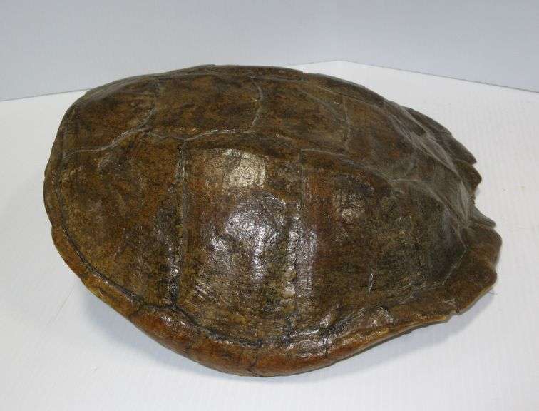 Snapping Turtle Shell - Albrecht Auction Service