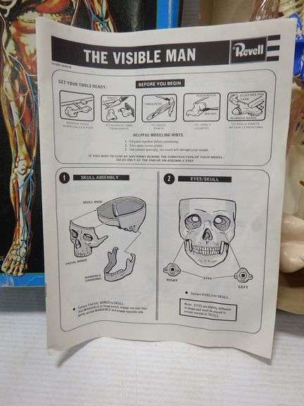 The Visible man model kit, by Revell, all part appear to be present, 15 ...