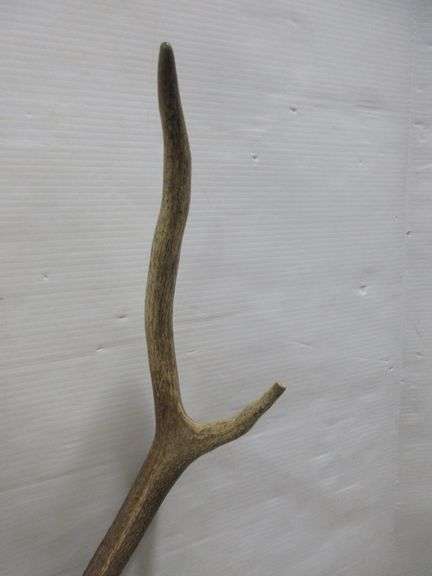 4x4 Elk antlers, 8-point, 28"H, good - Albrecht Auction Service