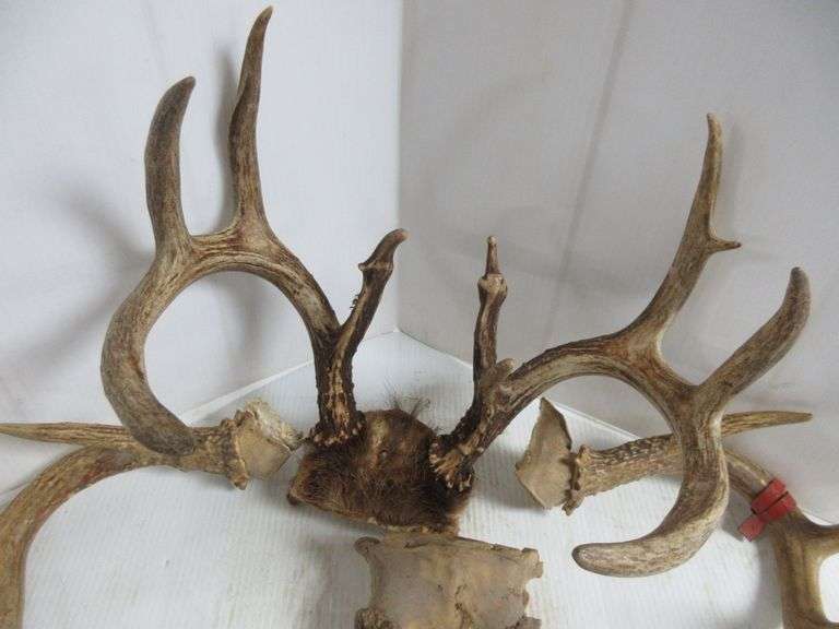 (3) Sets of Whitetail deer antlers: 2- With metal hunting licenses ...