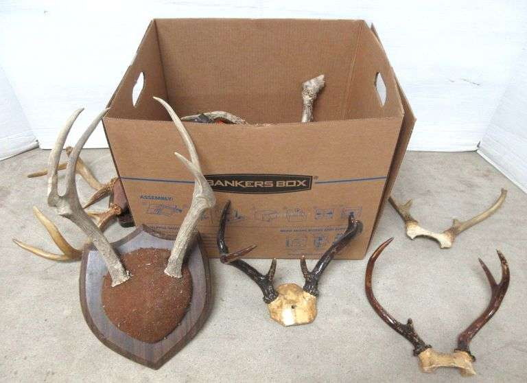 (15) Sets of Deer antlers, various sizes, good condition - Albrecht ...