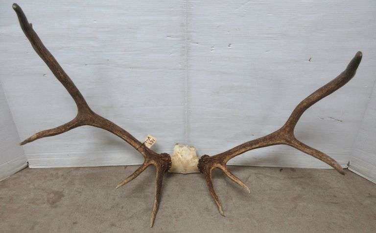 8-Point Elk antlers with tag, good condition - Albrecht Auction Service