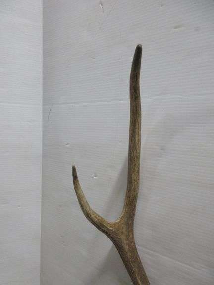 4x4 Elk antlers, 8-point, 28"H, good - Albrecht Auction Service
