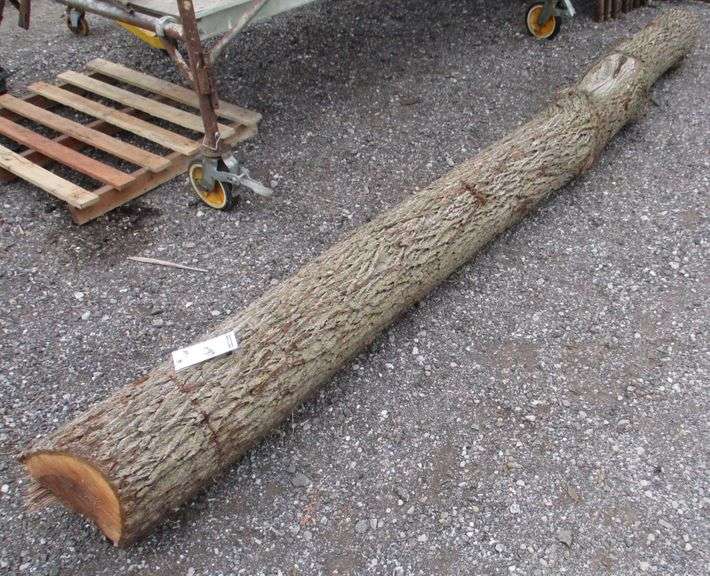 black-walnut-log-10-10-l-x-10-w-cut-five-weeks-ago-good-albrecht