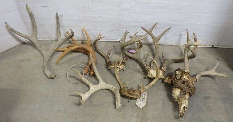Deer antlers, includes: (2) 8-points, one is large; (2) 6-points, some ...