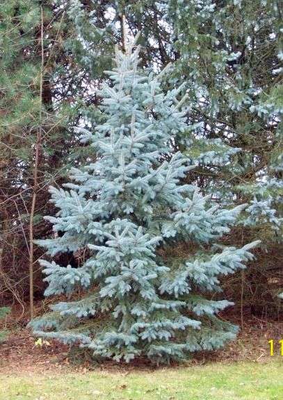 Blue spruce tree, 7'H, good Buyer Must Take Full Tree - Albrecht ...