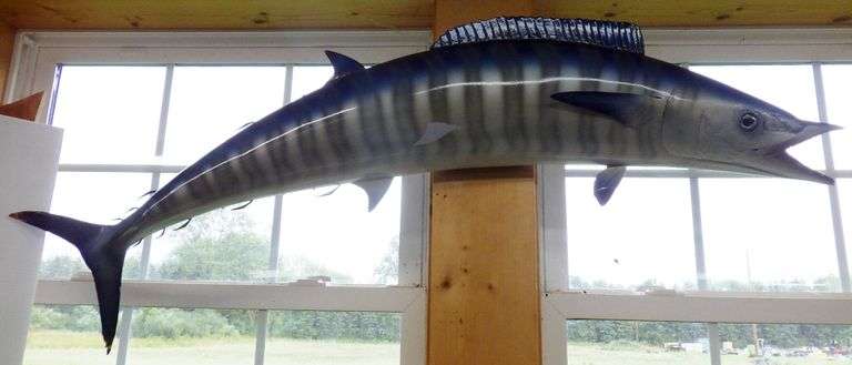 Wahoo Mount, measures 47"L, live weight was 28 lbs. damage to fins and ...