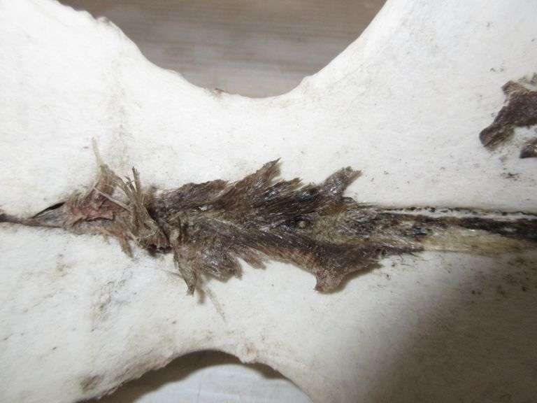 Pelvis bone, possibly bison, approx. 22" x 22" - Albrecht Auction Service