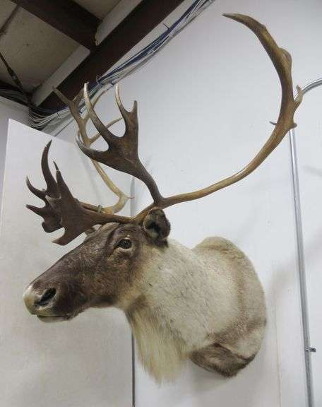 Large Caribou Shoulder Mount, Harvested from Northern Quebec in 2011 ...