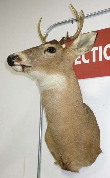 6-Point whitetail deer buck shoulder mount taxidermy, 36"H - Albrecht ...