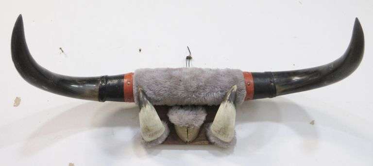 (2) Sets of bull horns, large black one has 32" span, shorter white ...