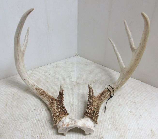 Massive 7-point whitetail deer rack, 21 3/4" main beams, 16 1/4" spread ...