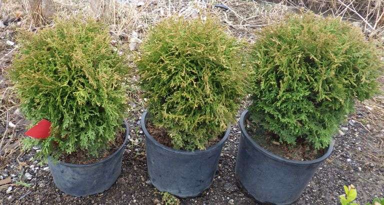 (3) Hetz midget arborvitae, dwarf dense, only 3 to 4'H and wide, slow ...