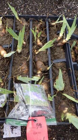 Flat iris bulbs (tubers), light purple flower; Albrecht Auction does ...