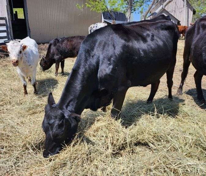 Black Angus Mix, approx. 4 years old, grass fed, calved last year, has ...