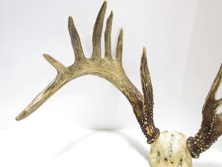 Taxidermy Whitetail Deer Antlers, Record Book- Boone and Crockett with ...