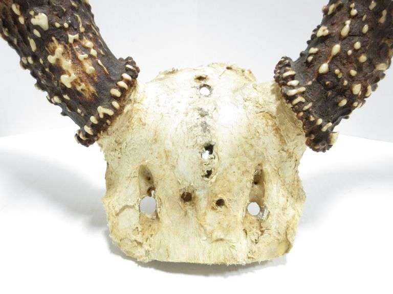 Taxidermy Whitetail Deer Antlers, Record Book- Boone and Crockett with ...