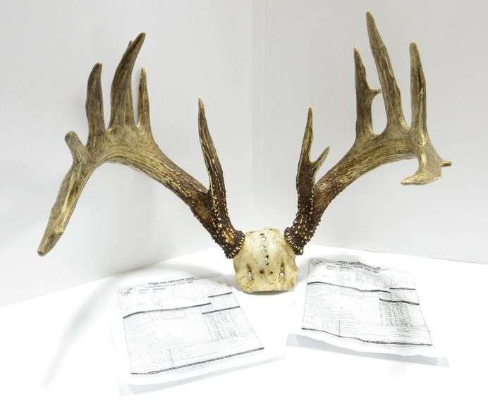 Taxidermy Whitetail Deer Antlers, Record Book- Boone and Crockett with ...