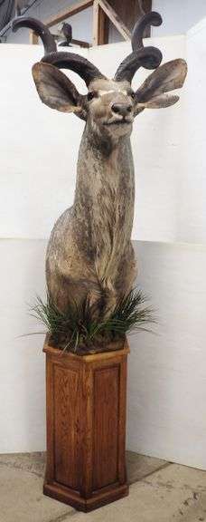 South African Kudu bust with separate wooden pedestal, artificial ...