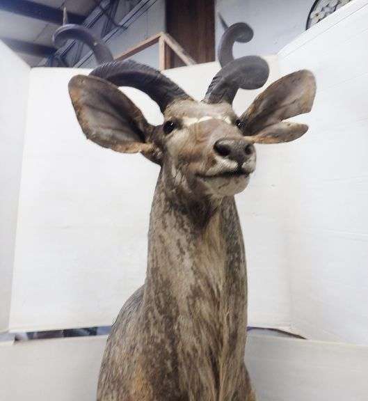 South African Kudu bust with separate wooden pedestal, artificial ...