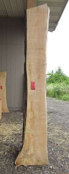 Hard red maple live edge, rough sawn board, 17" to 21"W x 2 1/2"Thick x ...