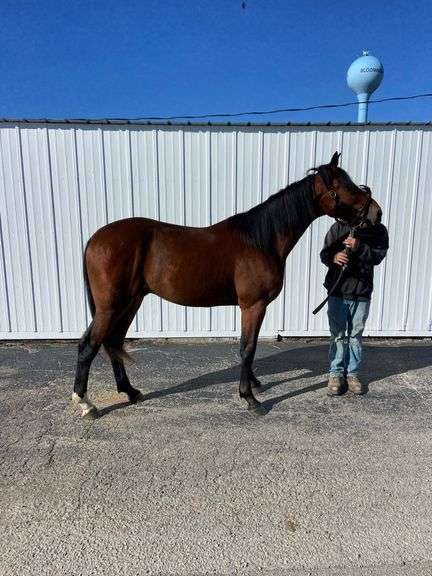 LT DYN O MITE (YCT) Long Tom - Animal Auction Company