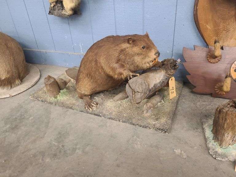 Full Body Beaver Mount - Baer Auctioneers - Realty, LLC