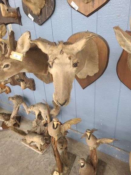 Pronghorn Antelope Doe Shoulder Mount - Baer Auctioneers - Realty, LLC
