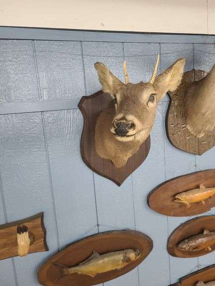 Whitetail Deer Spike Shoulder Mount - Baer Auctioneers - Realty, LLC