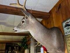 10-Point Deer Head Mount, 8-Point Deer Mount and 4 Point Antler Mount ...