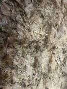 Large Buffalo Hide - Baer Auctioneers - Realty, LLC