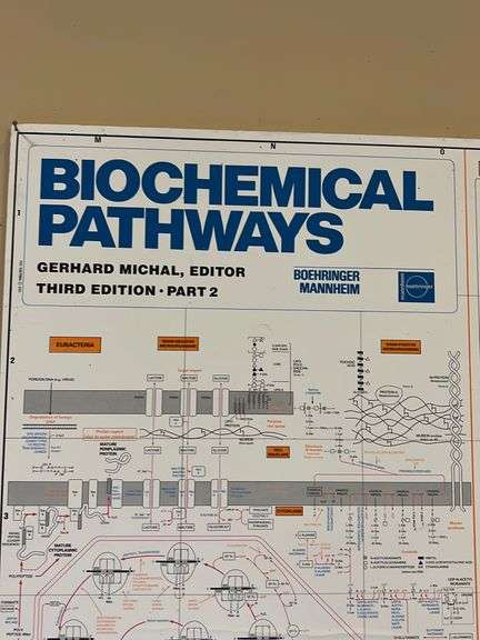 Biochemical Pathways Poster - Baker Auctions & Real Estate, LLC