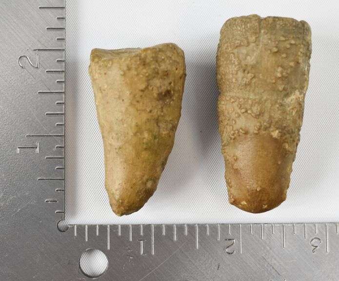 Carboniferous Caninia Fossils - Bartkus Auctioneers