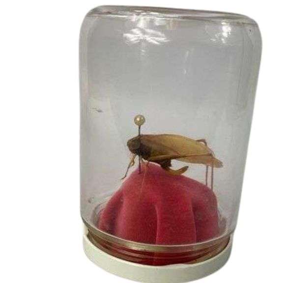 1969 Vintage Preserved Pinned Cicada Grasshopper Bush Cricket with Note ...