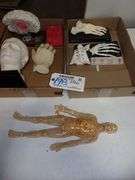 Vintage medical office displays - Backes Commercial Auctioneers