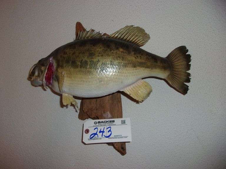 Mounted fish - Backes Commercial Auctioneers