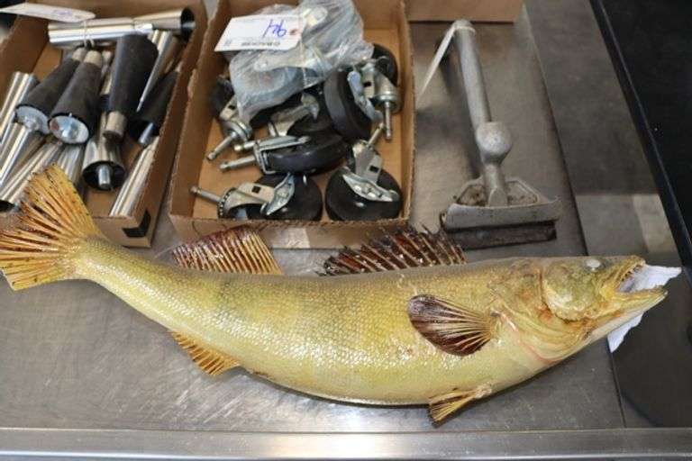 26" walleye fish mount - Backes Commercial Auctioneers