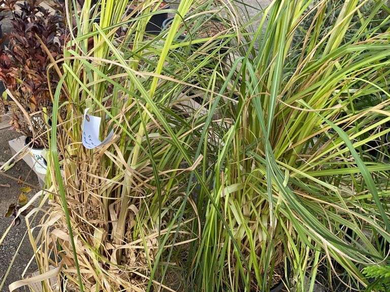 Pam Pas Grass - Booker Auction Company