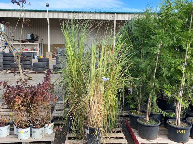 Pam Pas Grass - Booker Auction Company