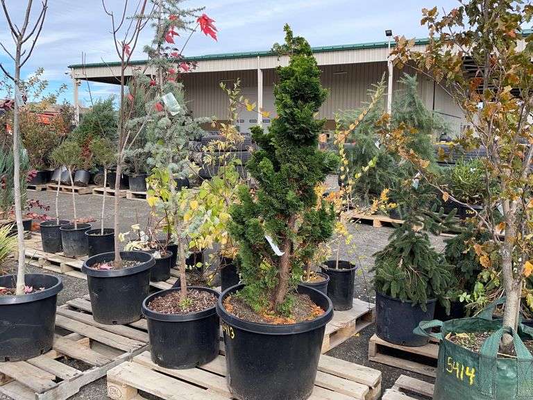 Blue Atlas Cedar, Dwarf Hinoki Cypress - Booker Auction Company