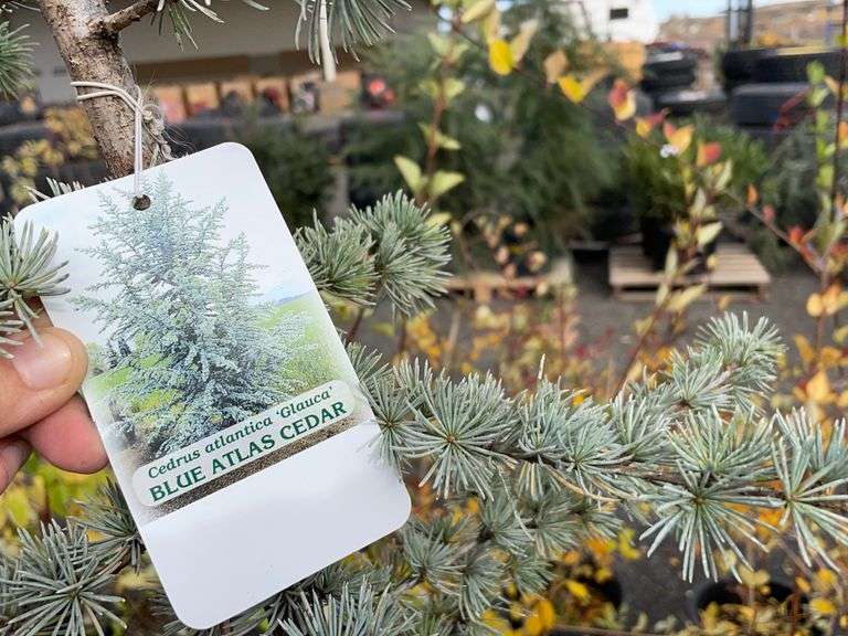 Blue Atlas Cedar, Dwarf Hinoki Cypress - Booker Auction Company