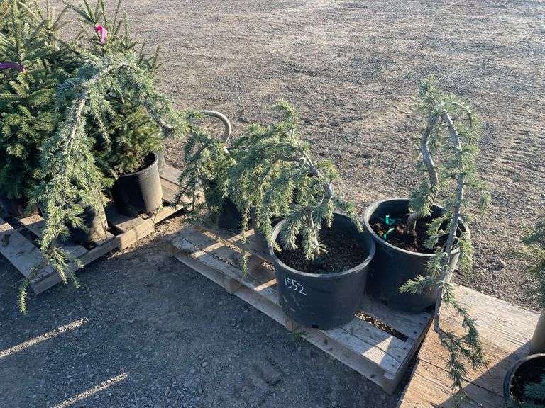 Weeping Serpentine Blue Atlas Cedar trees - Booker Auction Company