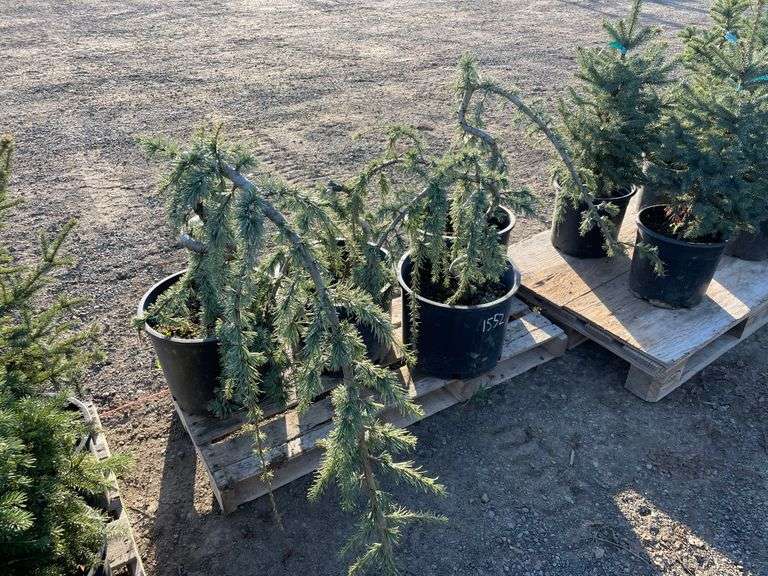 Weeping Serpentine Blue Atlas Cedar trees - Booker Auction Company