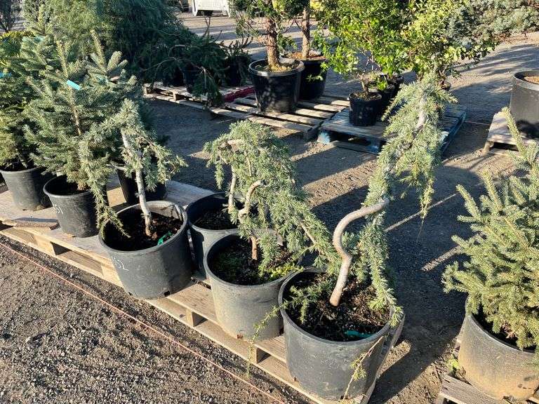 Weeping Serpentine Blue Atlas Cedar trees - Booker Auction Company