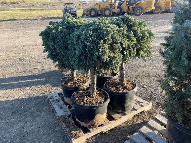 Dwarf Globe Blue Spruce on standard - Booker Auction Company
