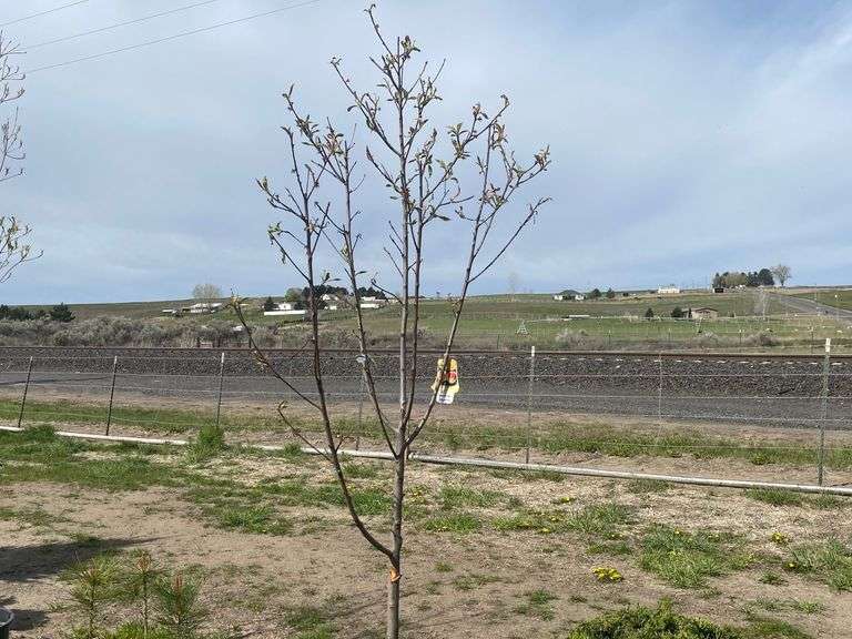 Canadian Harmony Peach Tree - Booker Auction Company