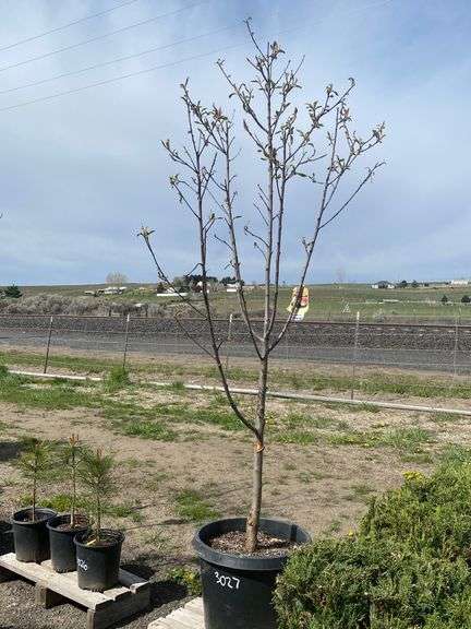 Canadian Harmony Peach Tree - Booker Auction Company