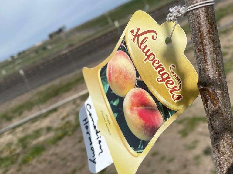 Canadian Harmony Peach Tree - Booker Auction Company